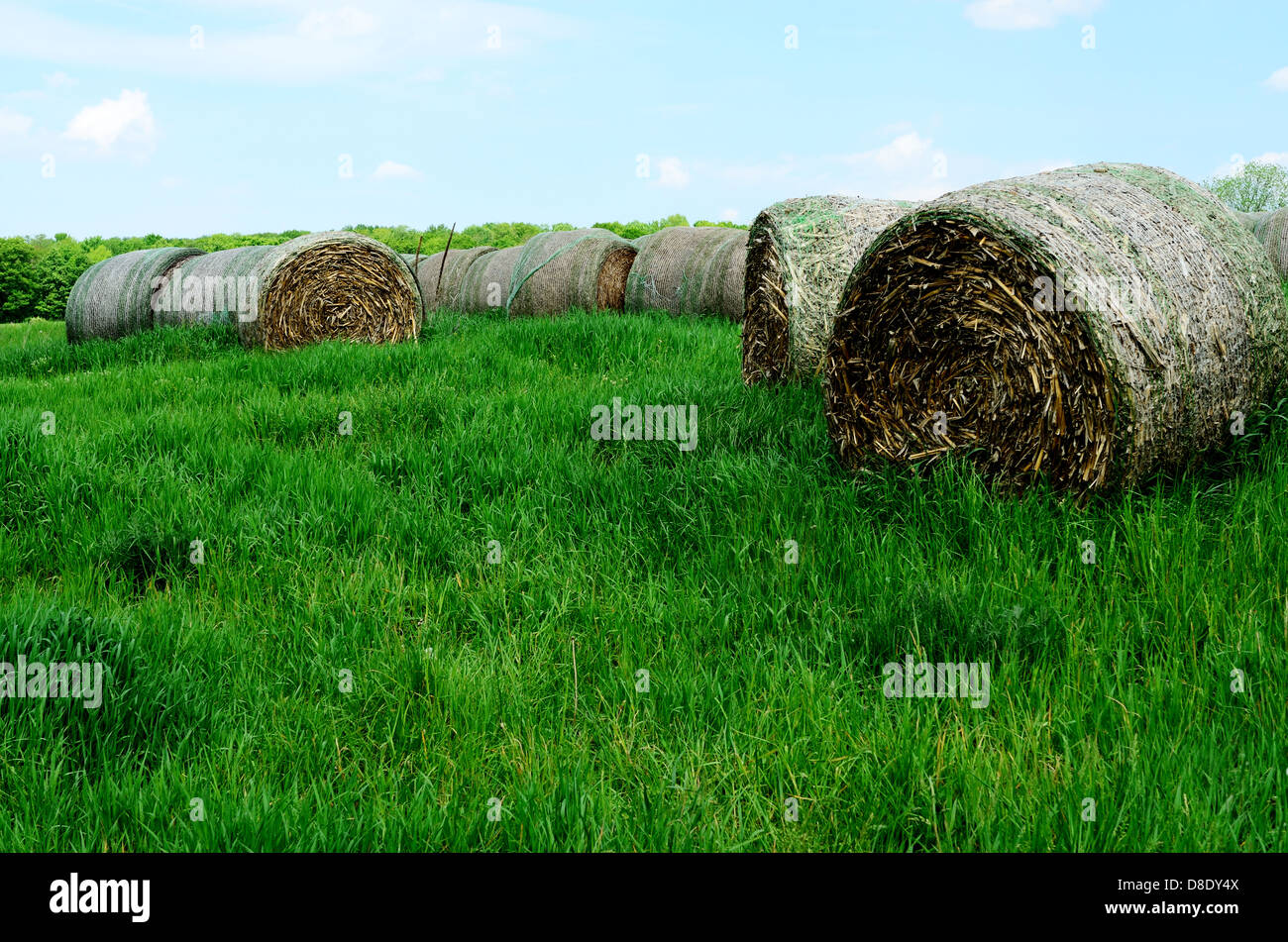Field of hay bales on rural farm In Finger Lakes Region of NY US Stock ...