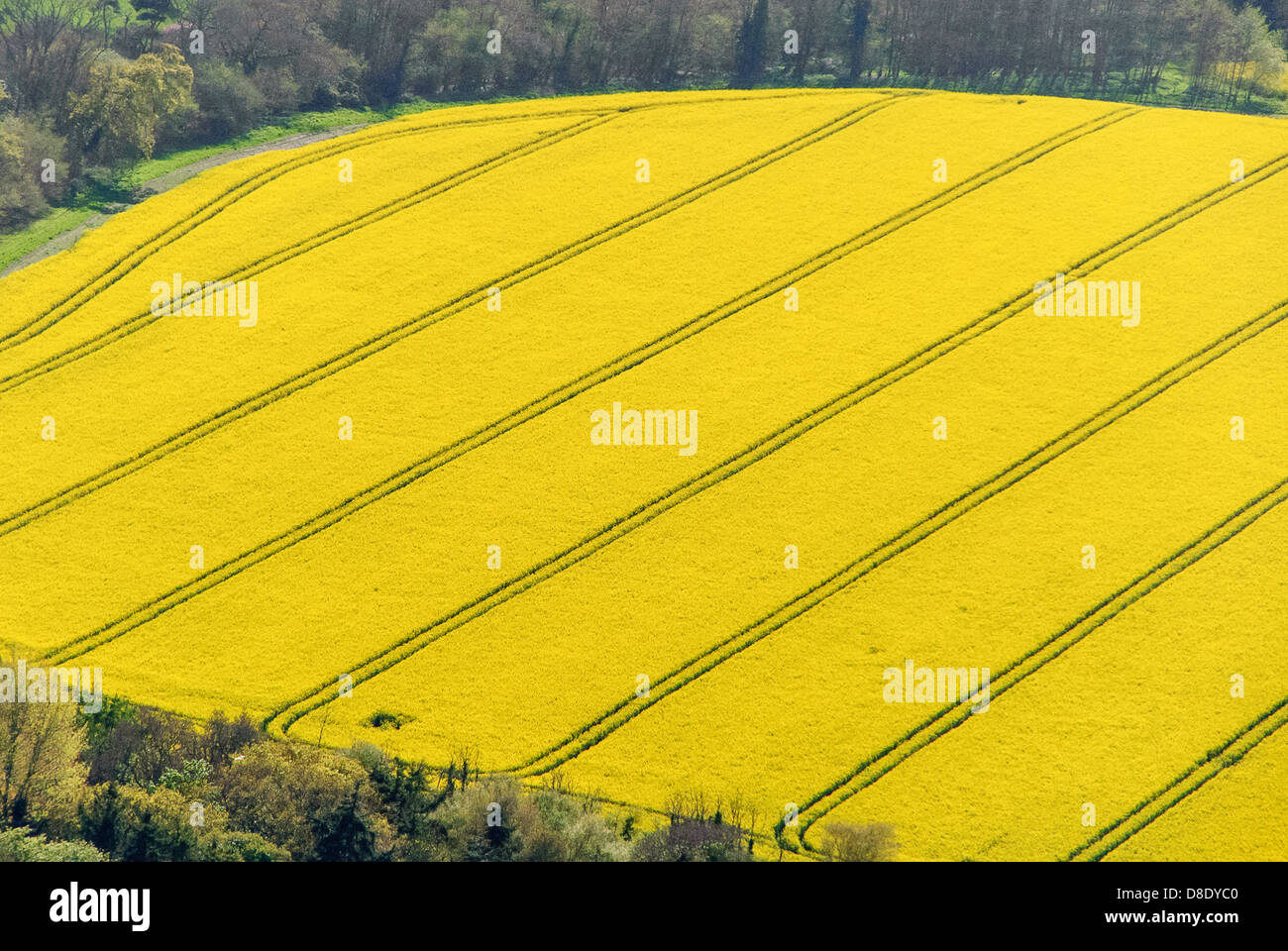 Aerial Photography view of field of Rapeseed.Rapeseed, also known as ...