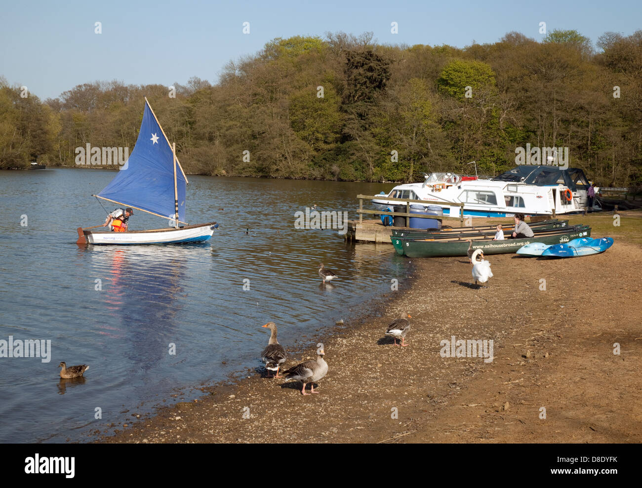 Sailing boat, birds, wildlife and people - Scene on Salhouse Broad ...