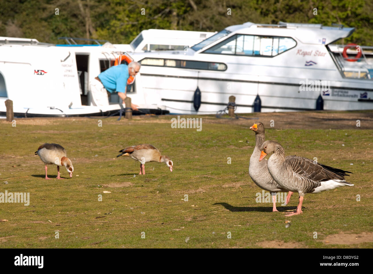 Birds and boats, Salhouse broad, Norfolk Broads, East Anglia UK Stock ...