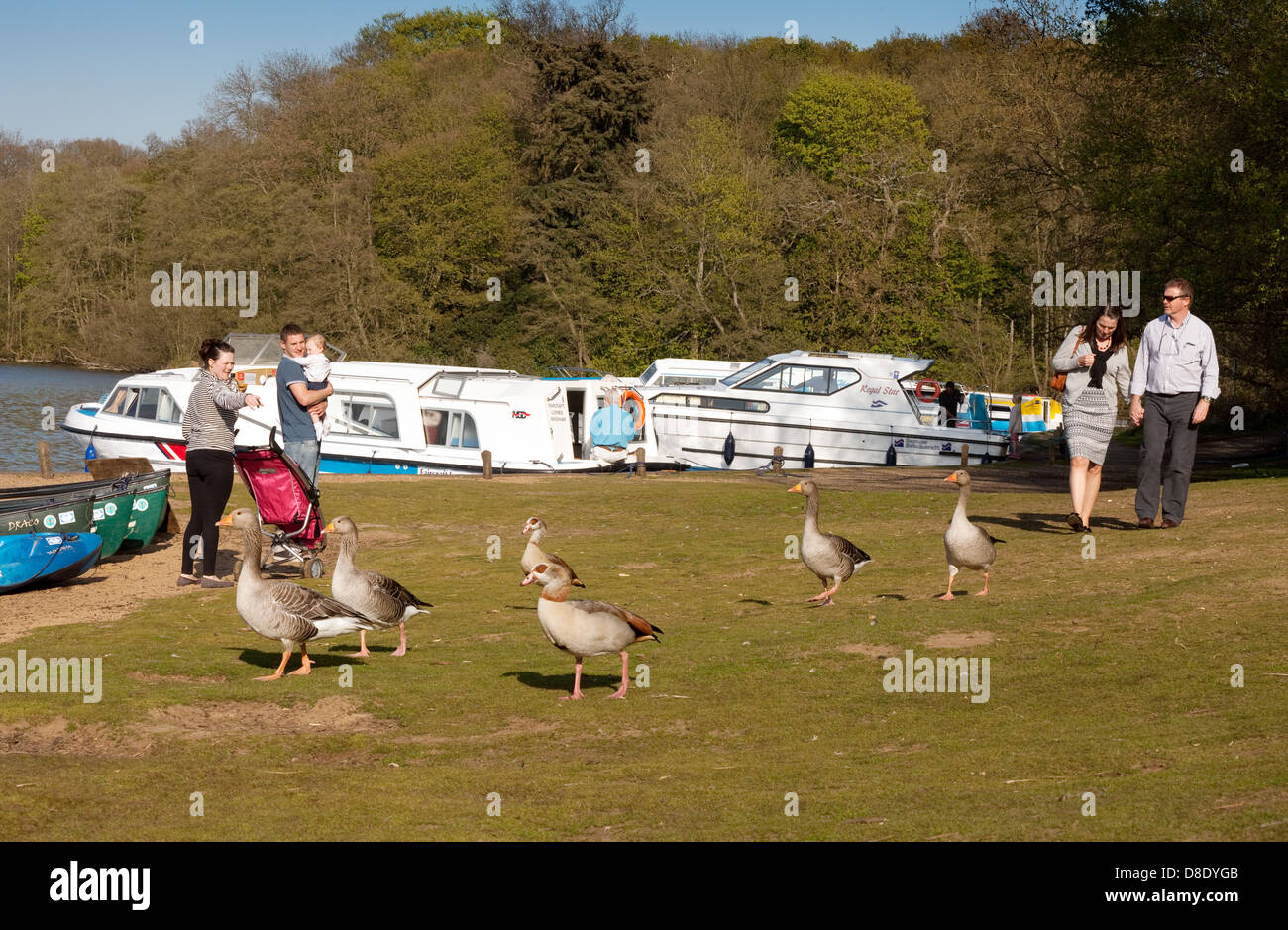 Salhouse broad, Norfolk Broads - people, boats and birds, East Anglia ...