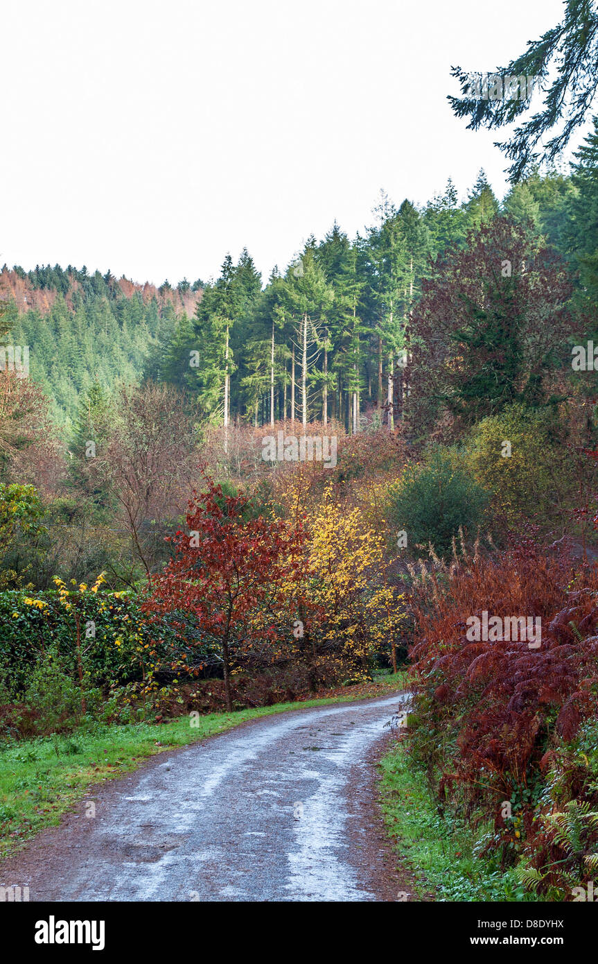 Cardinham and autumn hi-res stock photography and images - Alamy