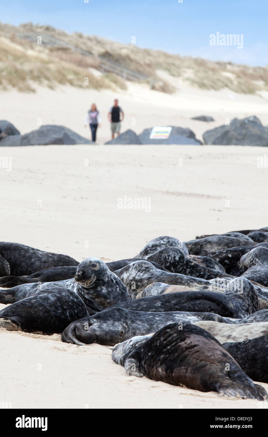 People seal watching seals, Norfolk Coast, Horsey beach, East Anglia ...