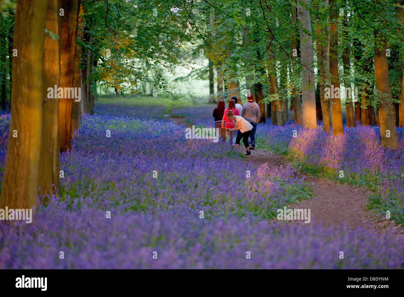 Bluebells at golden hour hi-res stock photography and images - Alamy
