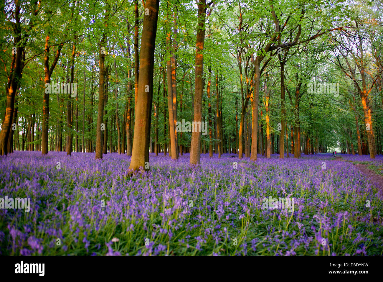 Ashridge estate buckinghamshire hi-res stock photography and images - Alamy
