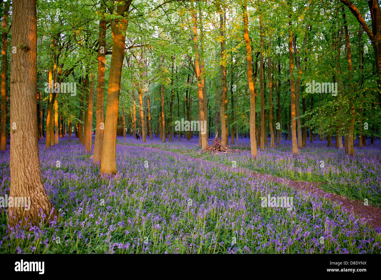 Ashridge buckinghamshire hi-res stock photography and images - Alamy