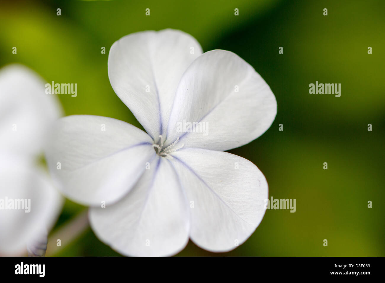 Planta de jardines hi-res stock photography and images - Alamy