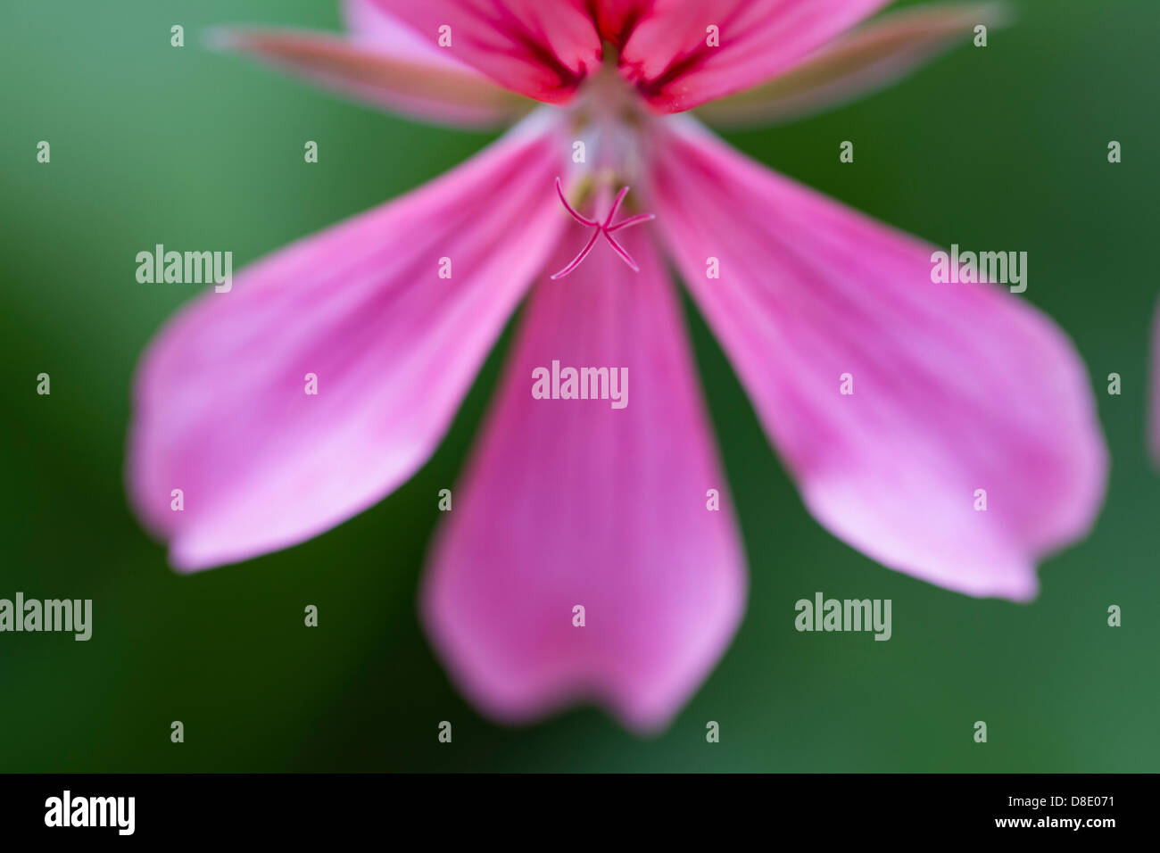 Enfoque de la cabeza de la flor hi-res stock photography and images - Alamy