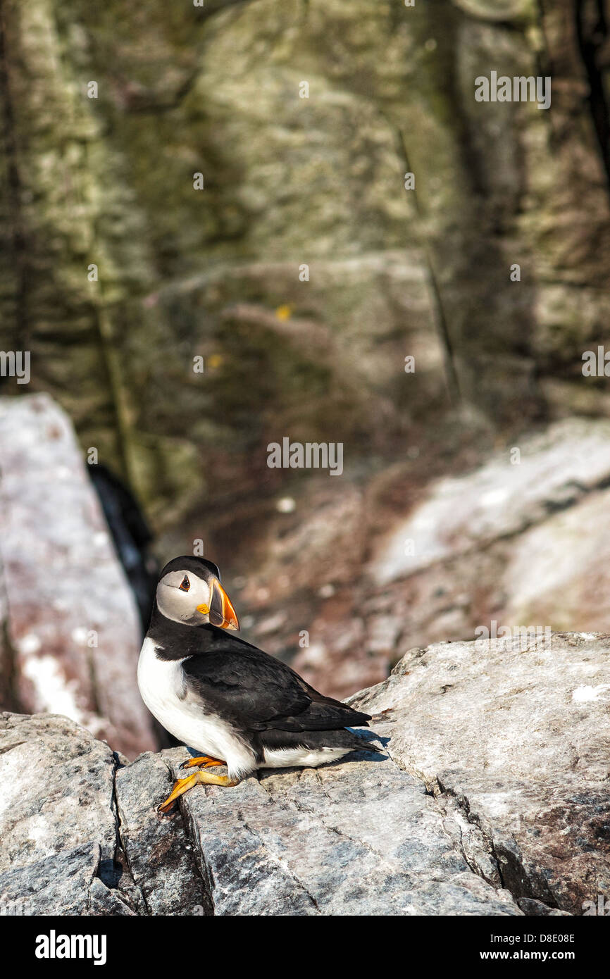Atlantic puffin newfoundland hi-res stock photography and images - Alamy
