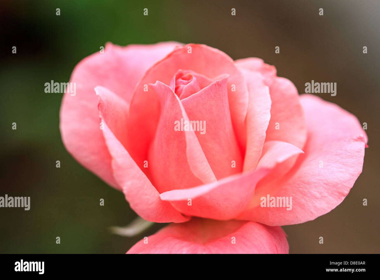 Fully opened rose Stock Photo - Alamy
