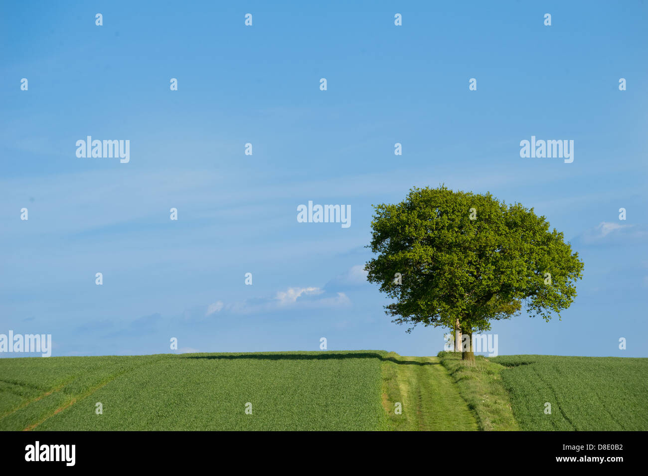 Lone single tree hi-res stock photography and images - Alamy
