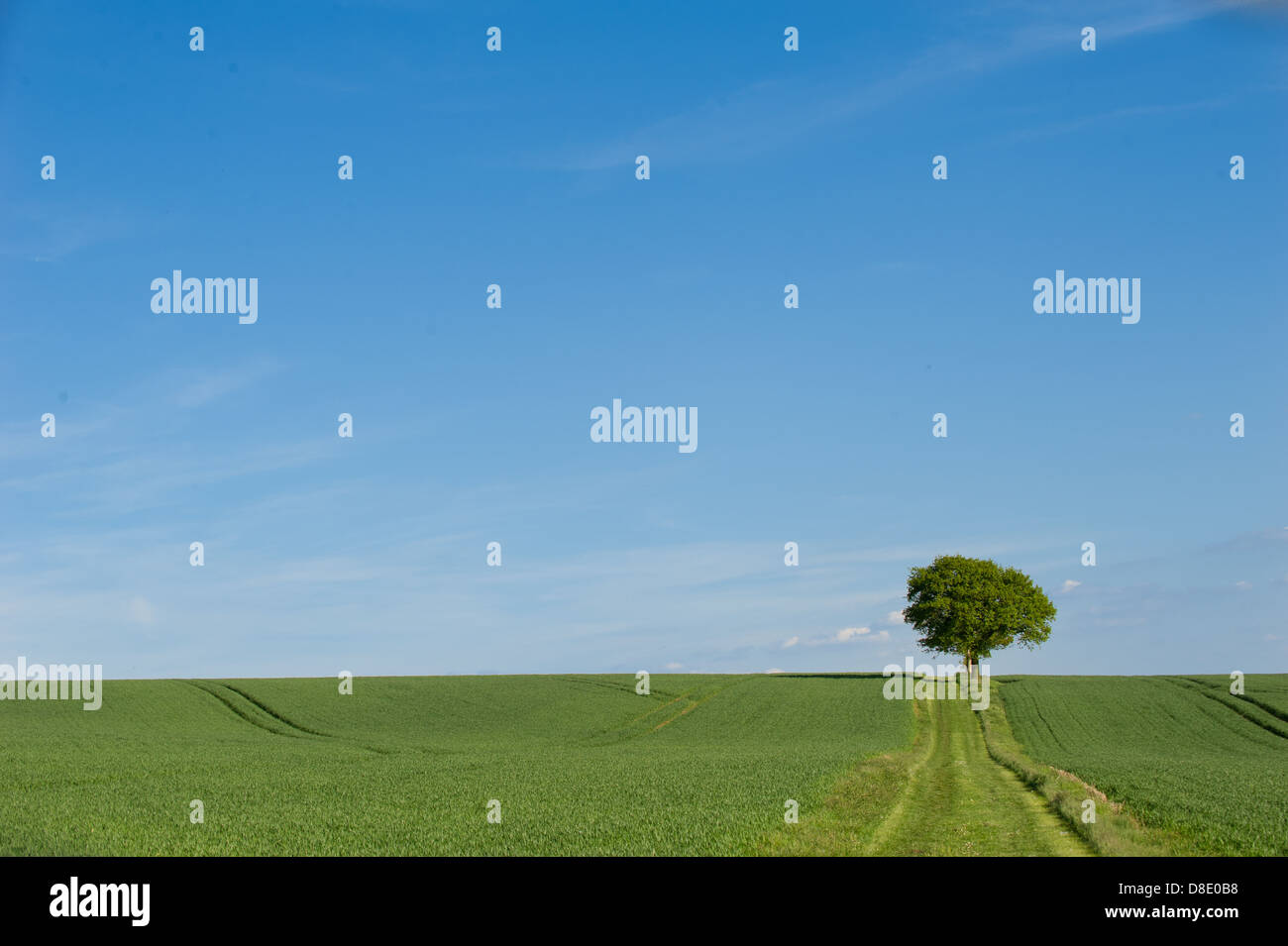 A lone tree in a field Stock Photo - Alamy