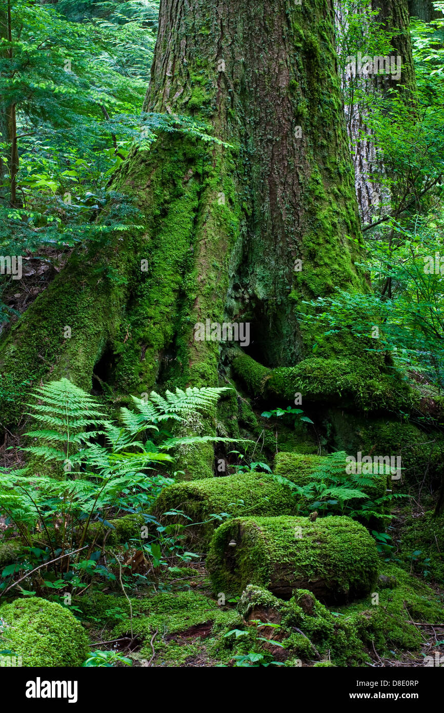 The root structure of a mature fir tree in a temperate rain forest ...