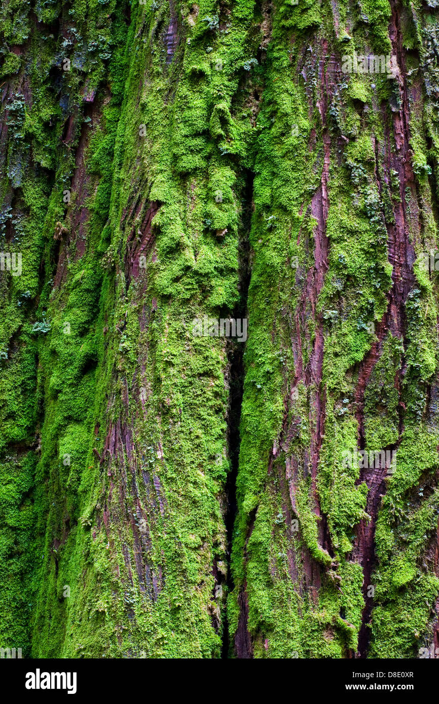 Cedar tree roots hi-res stock photography and images - Alamy