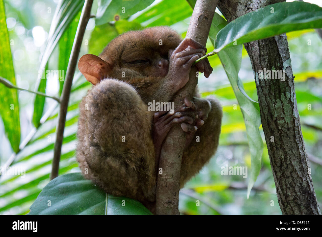 Sleeping tarsier hi-res stock photography and images - Alamy