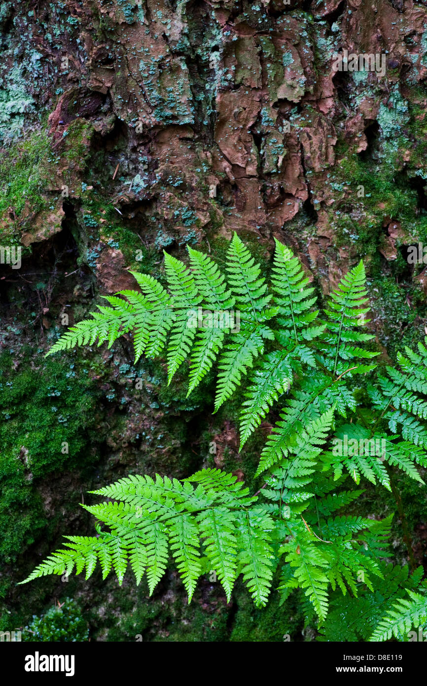 Douglas fir bark hi-res stock photography and images - Alamy