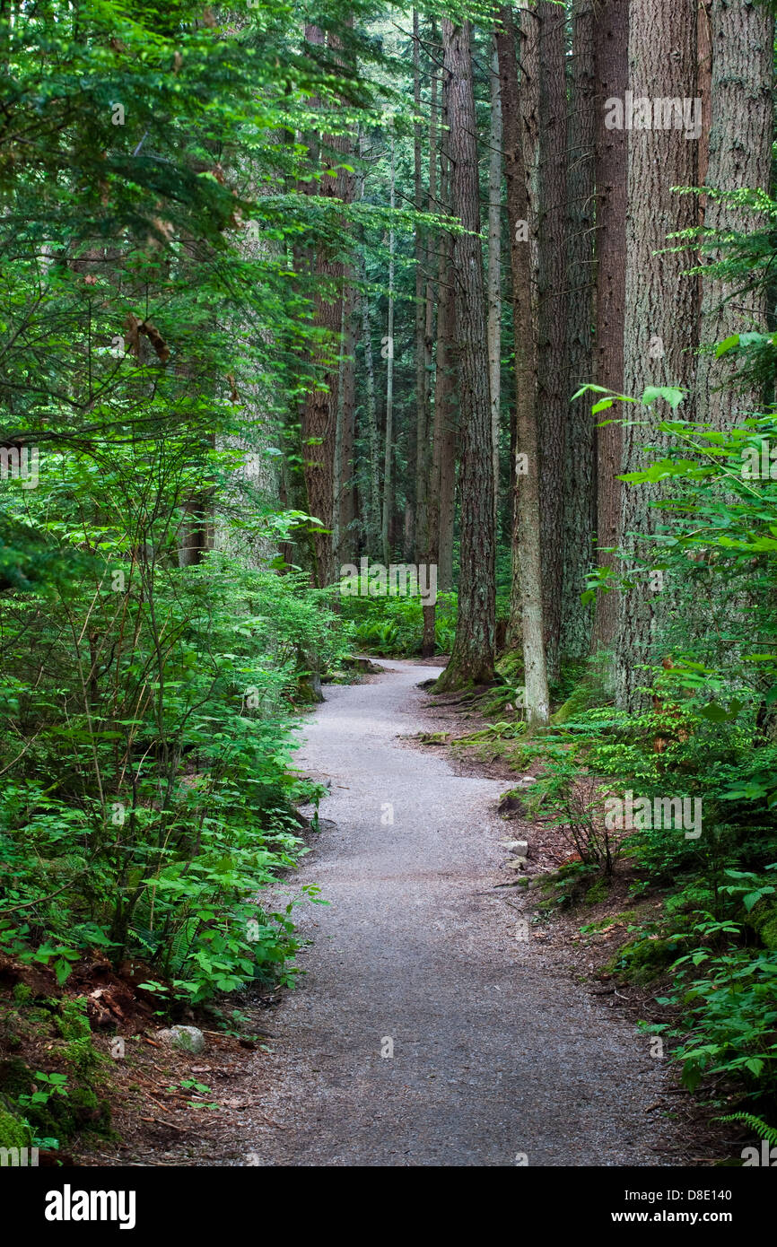Forest trees dense walking hi-res stock photography and images - Alamy