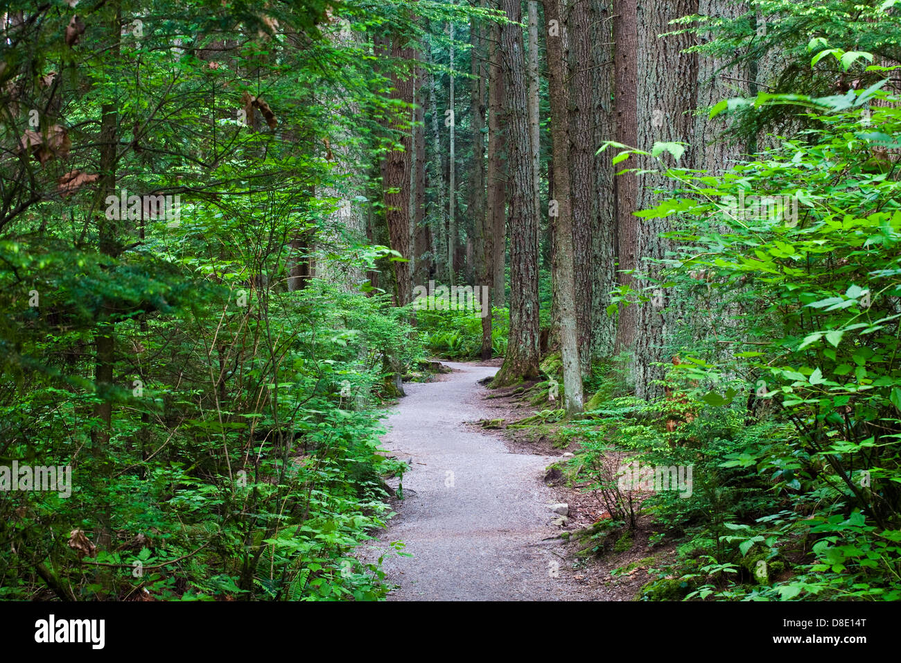 Forest trees dense walking hi-res stock photography and images - Alamy