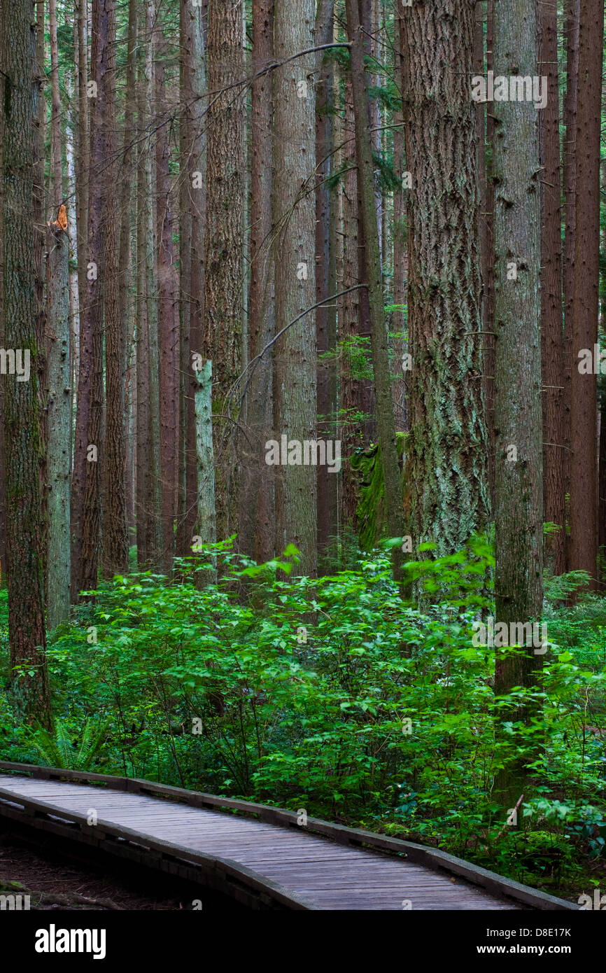 A raised trail over a section of swamp in a temperate rain forest ...