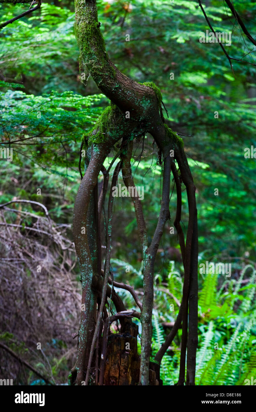 The root structure of a young fir tree whose original life-giving stump ...