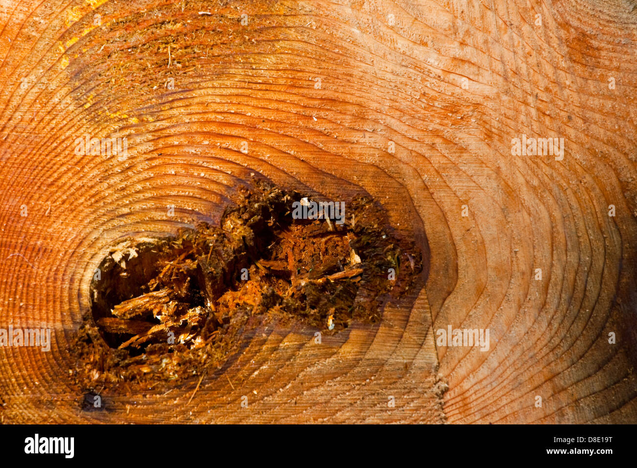 Heart rot of a tree trunk hi-res stock photography and images - Alamy