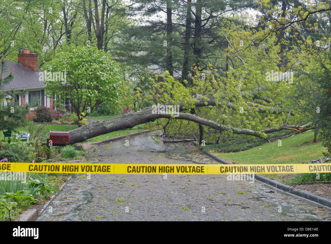 Oak tree fallen across street hi-res stock photography and images - Alamy