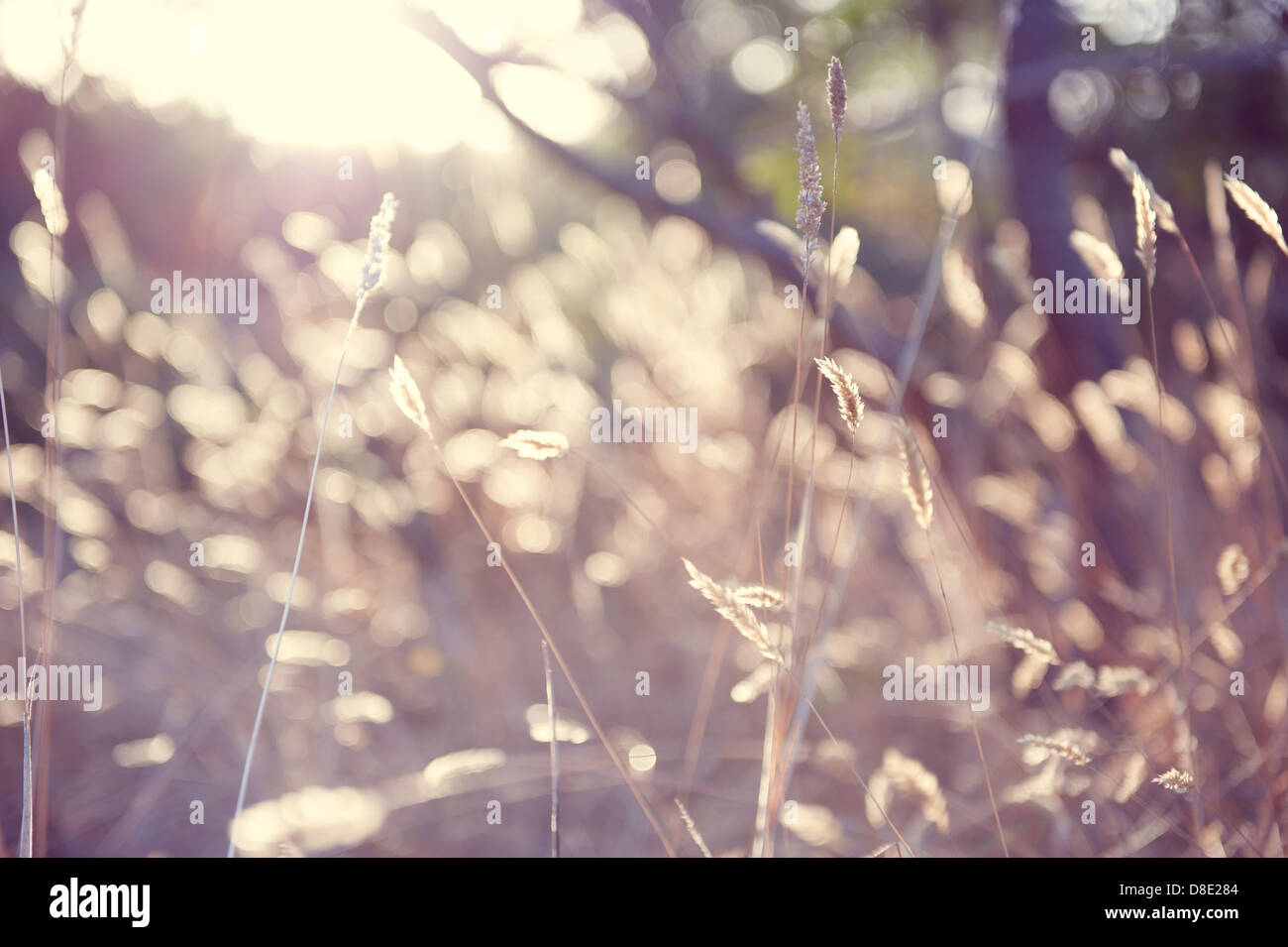 Sun Drenched Dry Grass Stock Photo - Alamy
