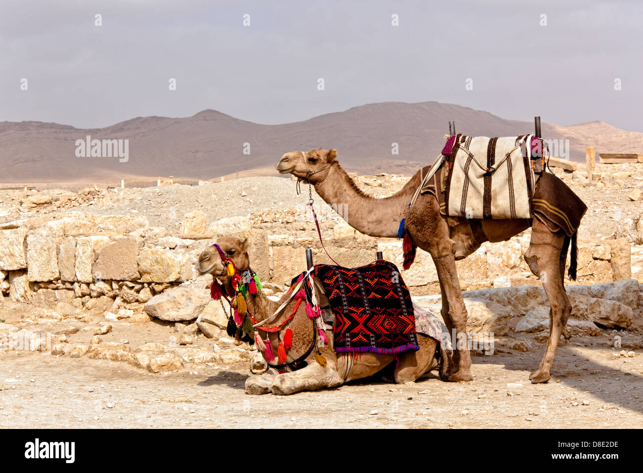 Syrian camel hi-res stock photography and images - Alamy