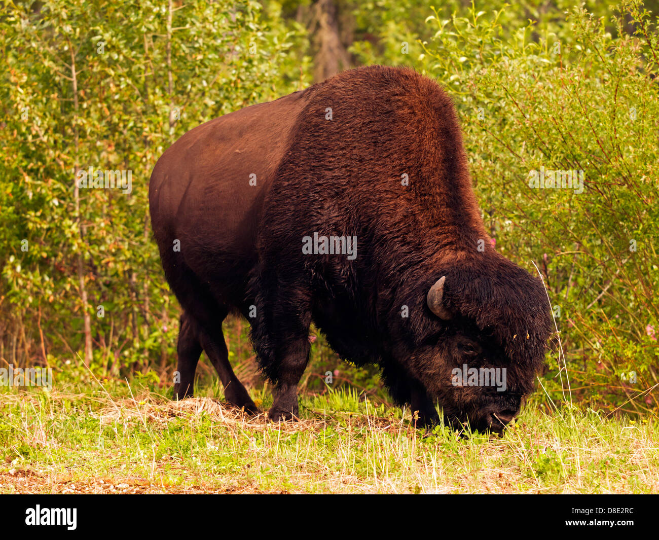 Wood bison hi-res stock photography and images - Alamy