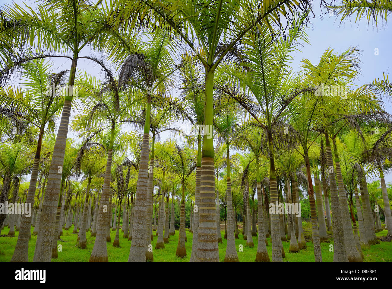 landscape of palm tree Stock Photo - Alamy