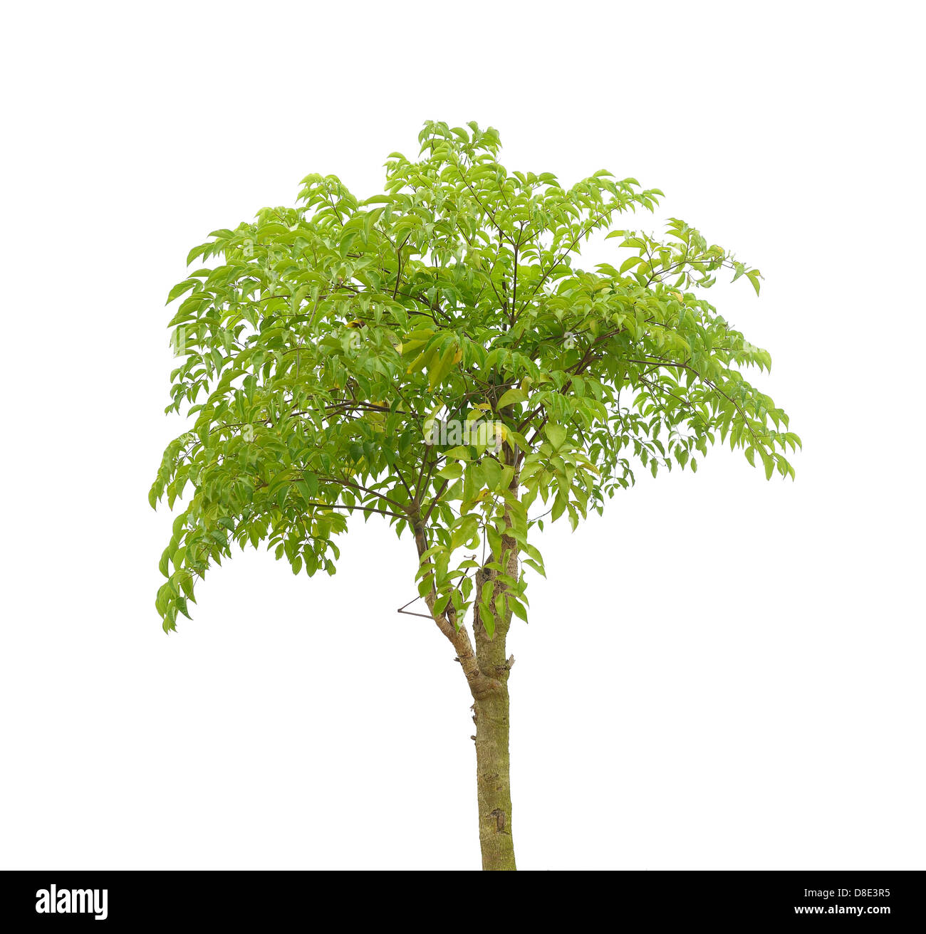Green trees isolated on white Stock Photo - Alamy