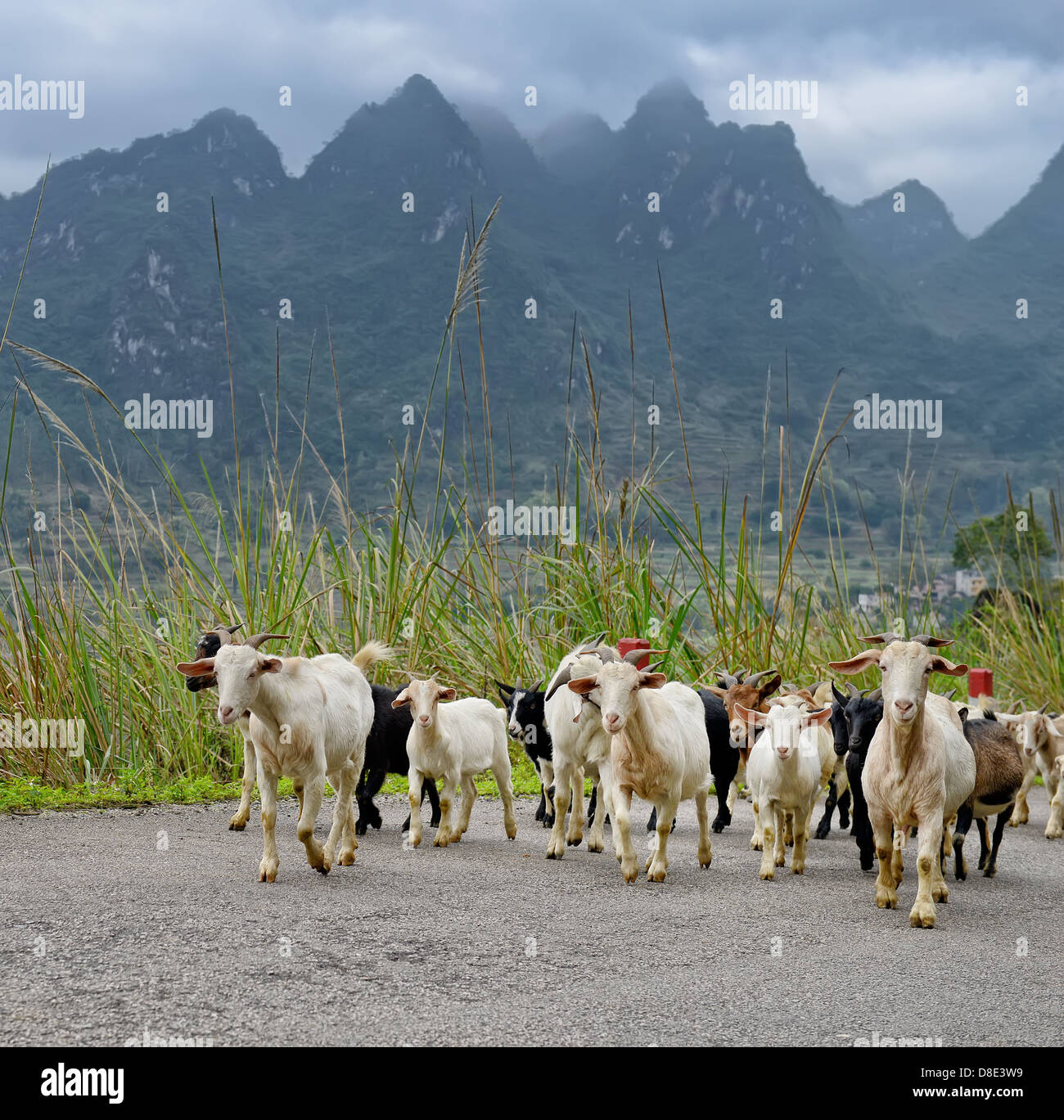 Goat in landscape hi-res stock photography and images - Alamy