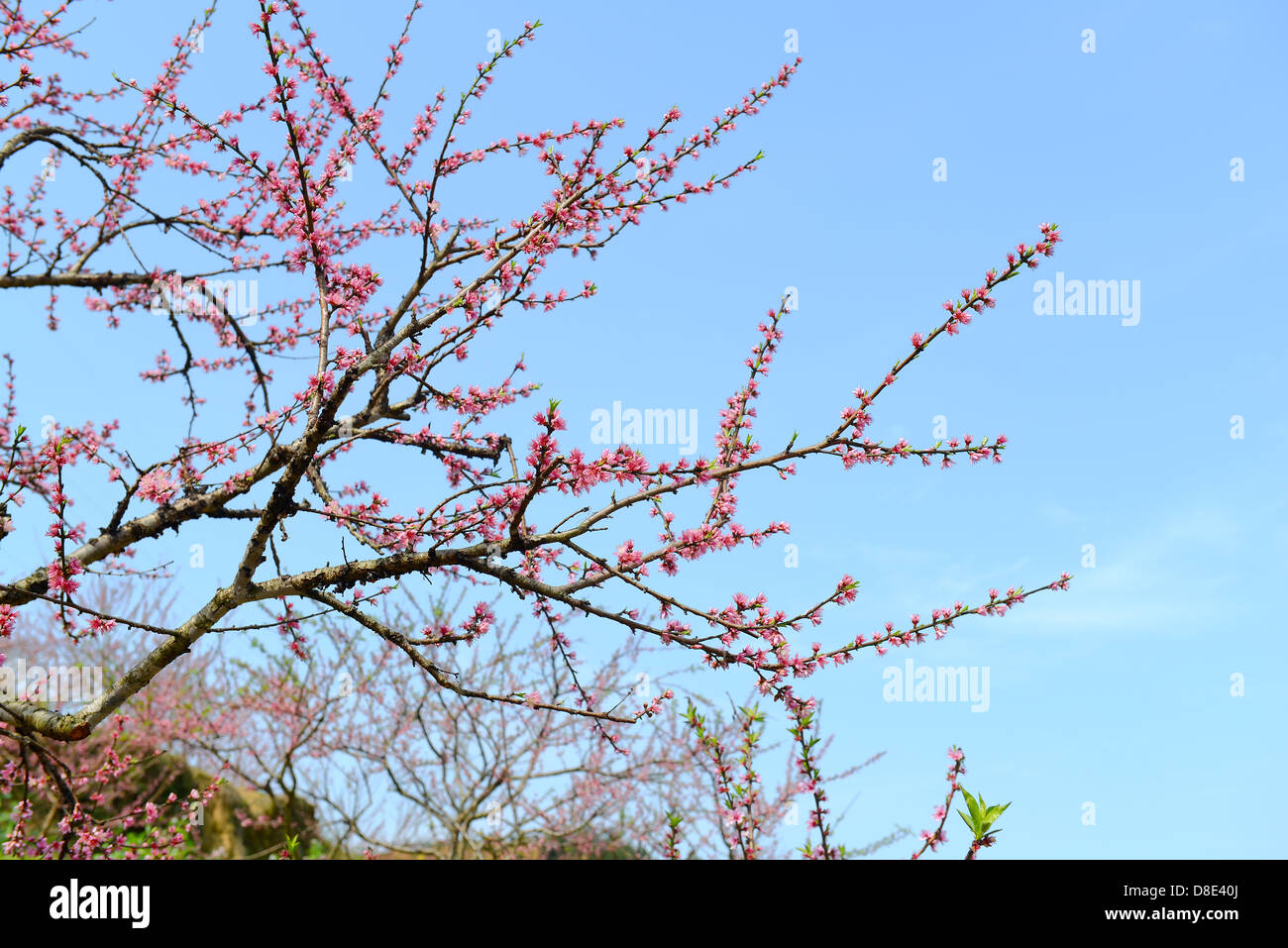 Peach flower blooming Stock Photo - Alamy