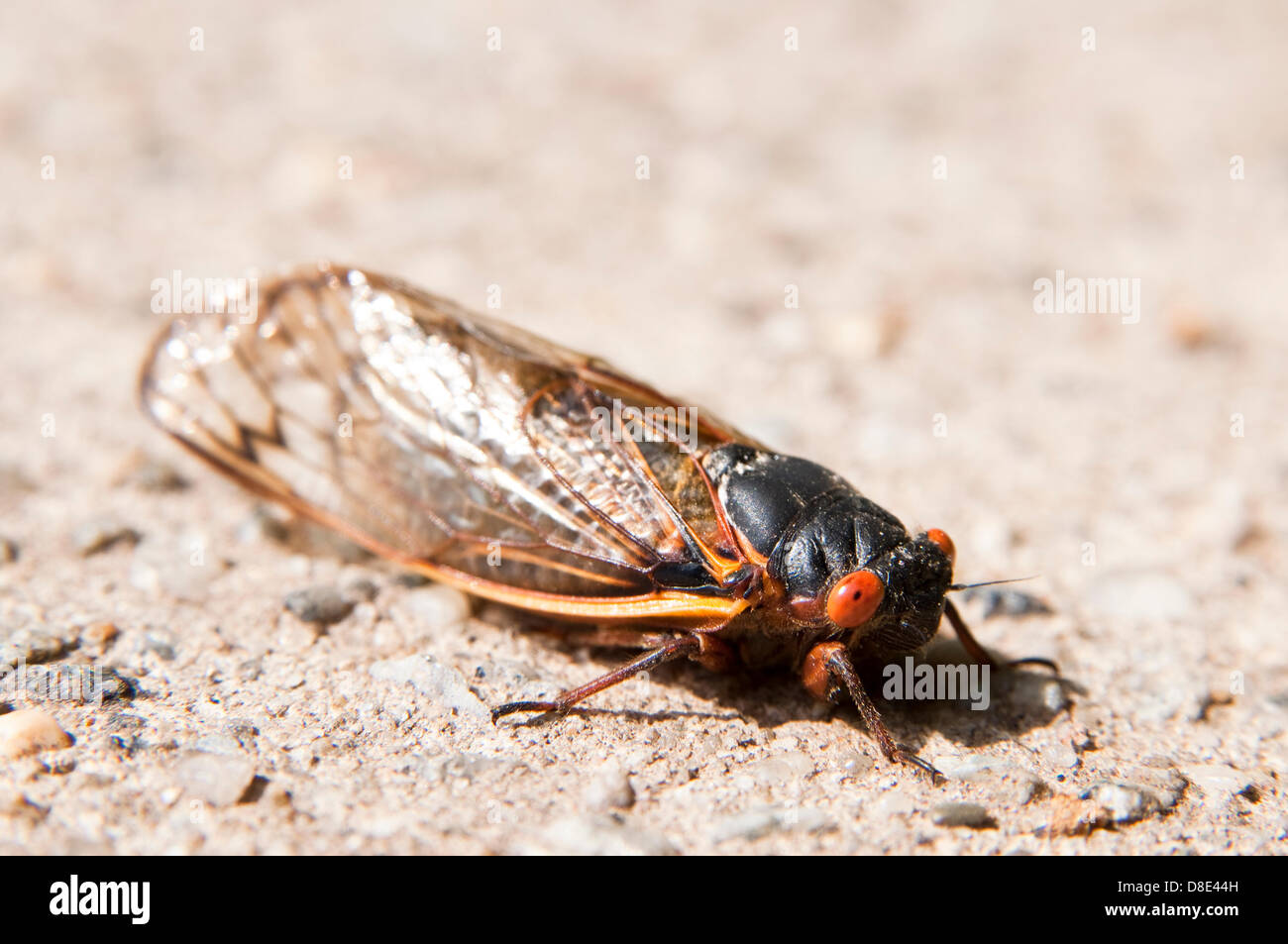 27th May 2013. An adult brood II cicada (magicicada)having emerged from ...