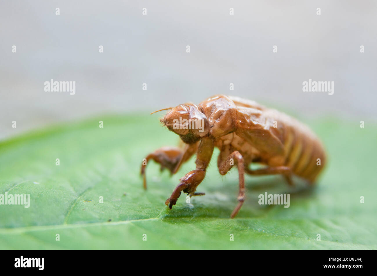 Cicada leaving shell hi-res stock photography and images - Alamy
