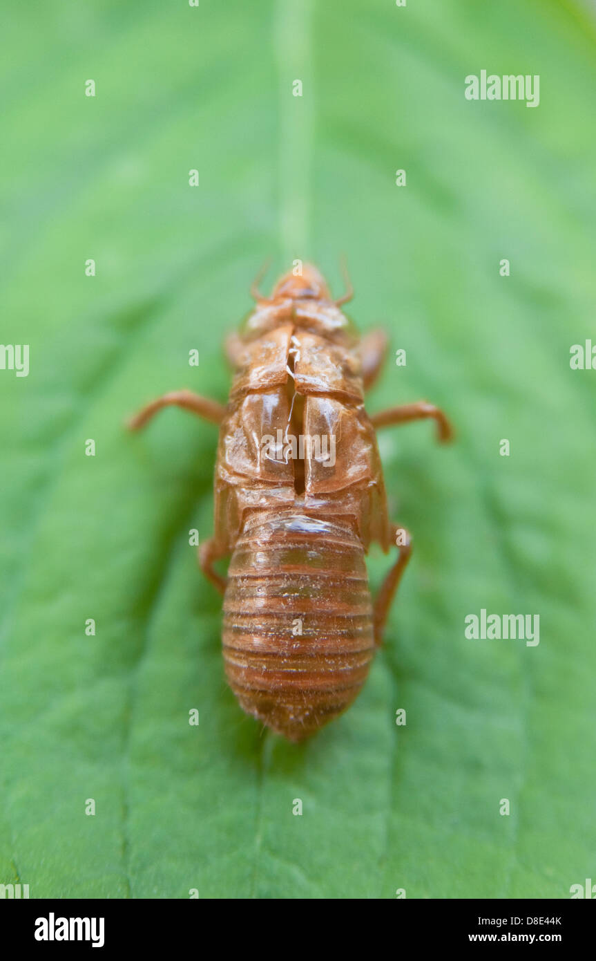 27th May 2013. The shed nymphal skin of a brood II cicada having ...