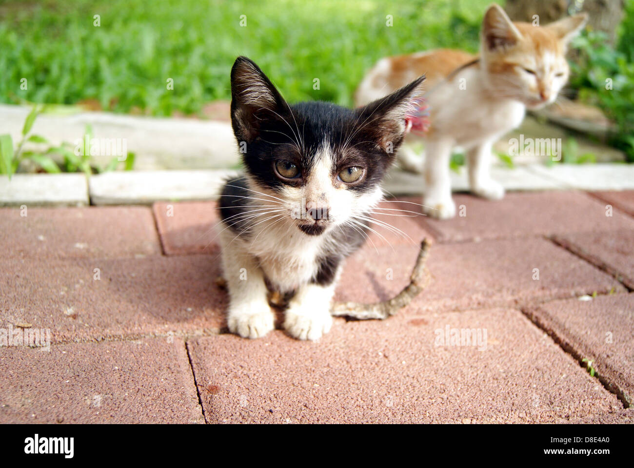 Cute cats hi-res stock photography and images - Alamy
