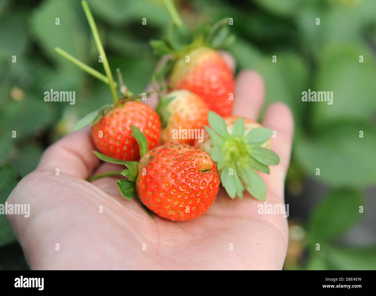 hand holding strawberry fruit Stock Photo - Alamy