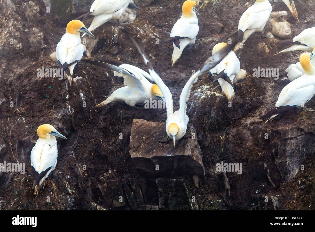 Northern gannet sanctuary hi-res stock photography and images - Alamy