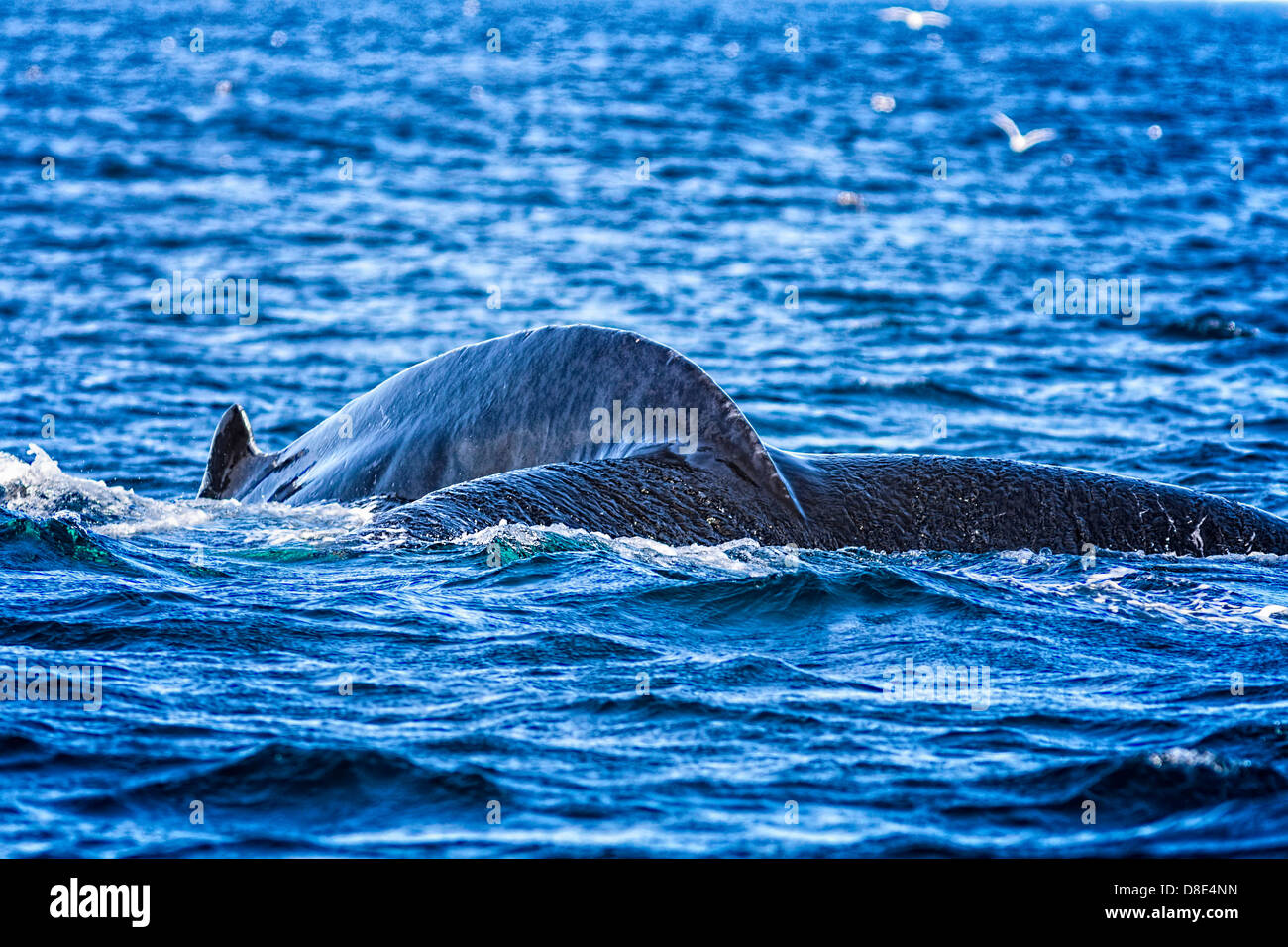 Humpback Whale Tail Slapping Stock Photo - Alamy