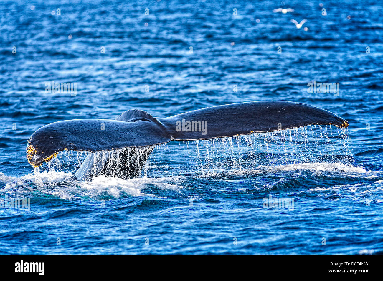 Humpback Whale Tailing Stock Photo - Alamy