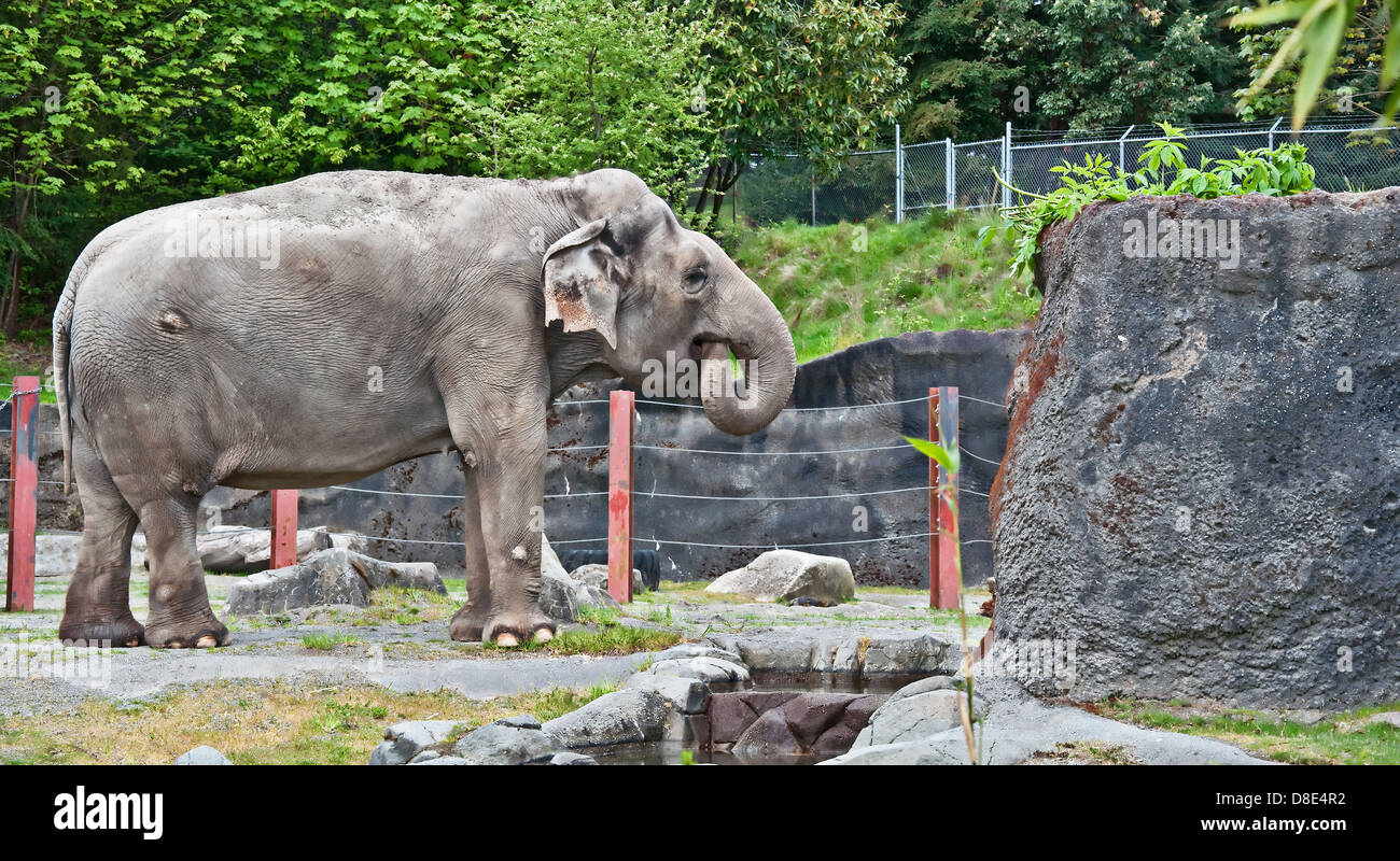 This is an elephant eating with it's trunk in its mouth. Full body ...