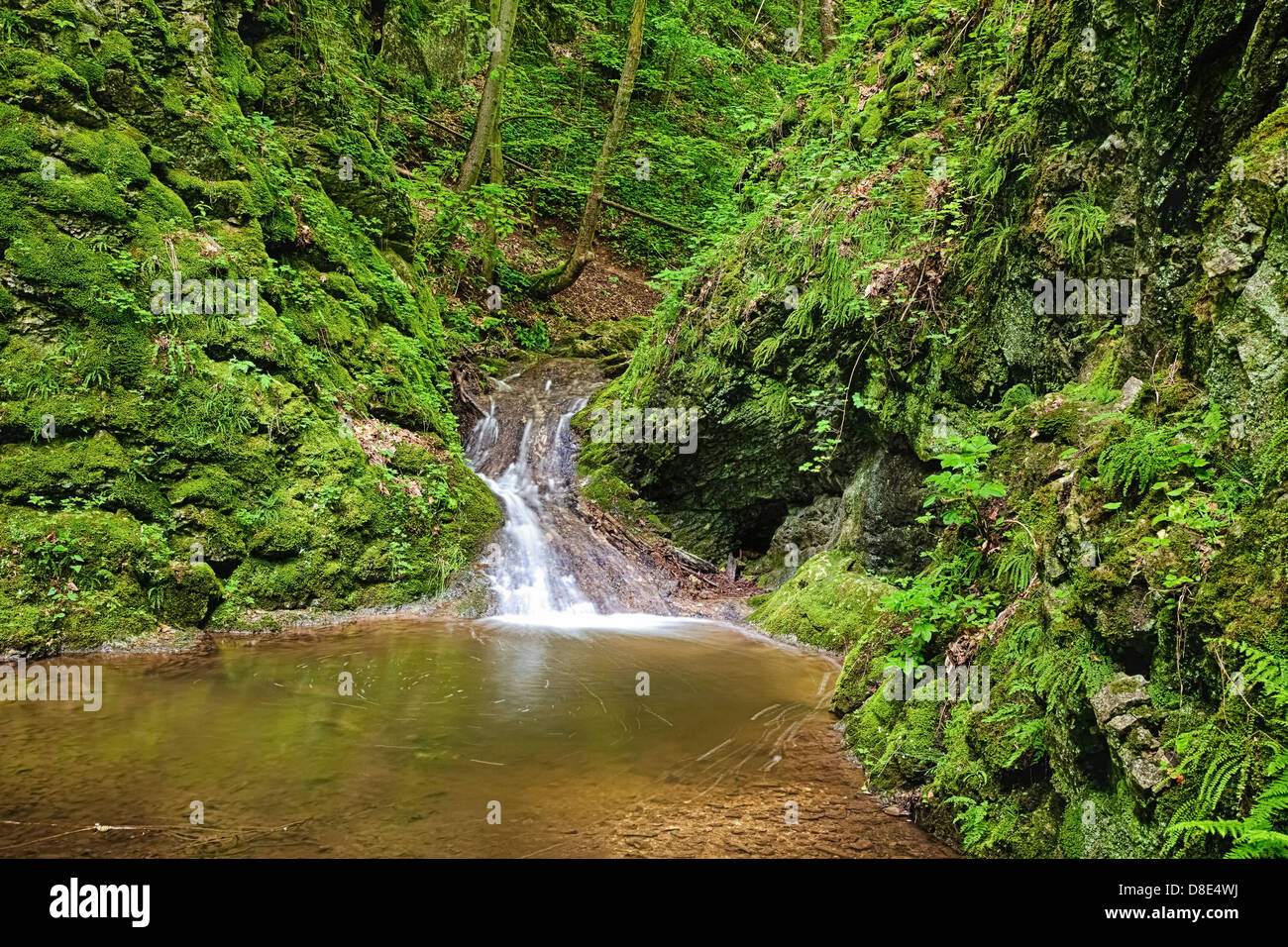 The river runs over cascades in the primeval forest - HDR Stock Photo ...