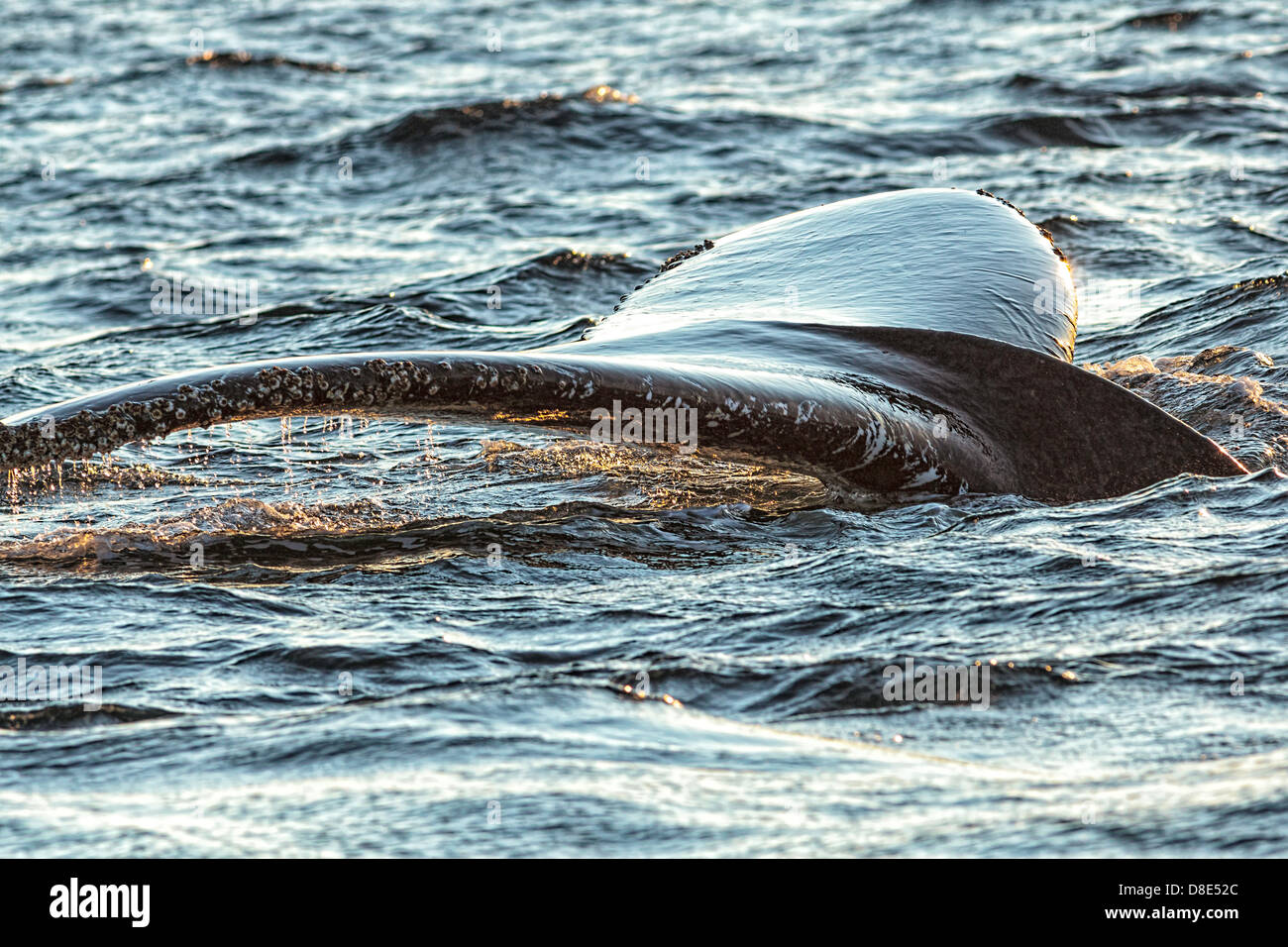 Humpback whale tail slapping Stock Photo - Alamy