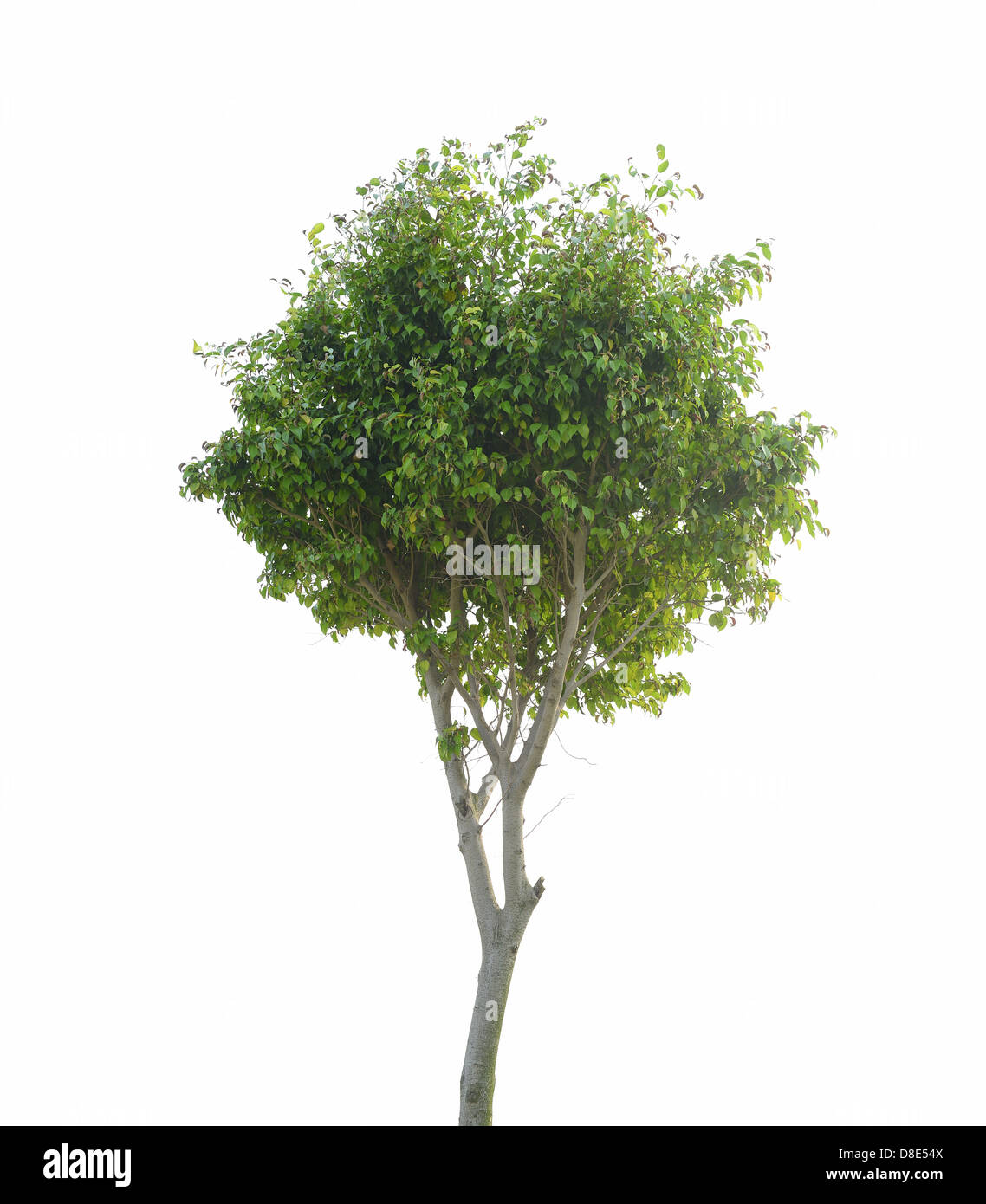 Green trees isolated on white Stock Photo - Alamy