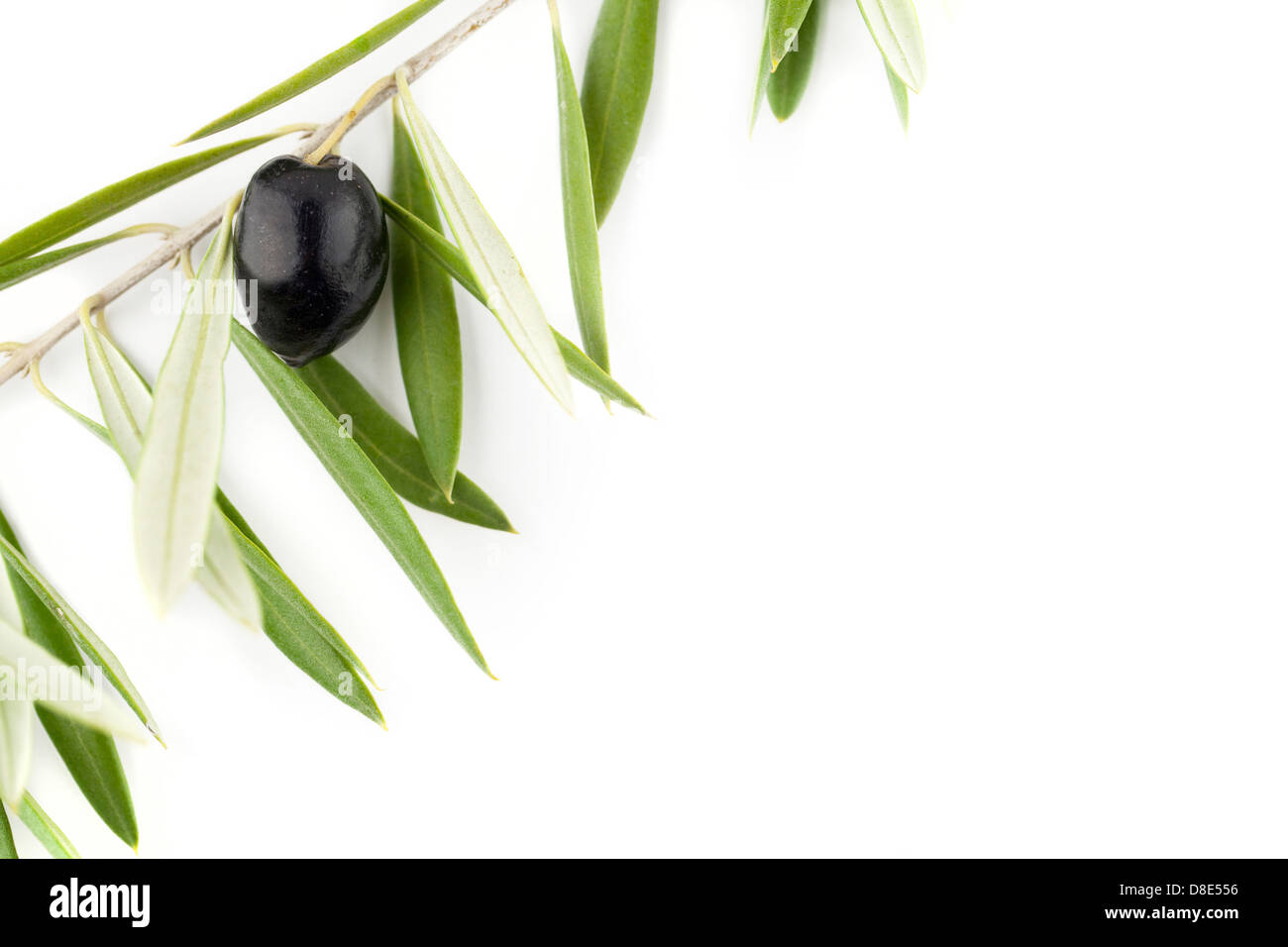 Black olive tree hi-res stock photography and images - Alamy