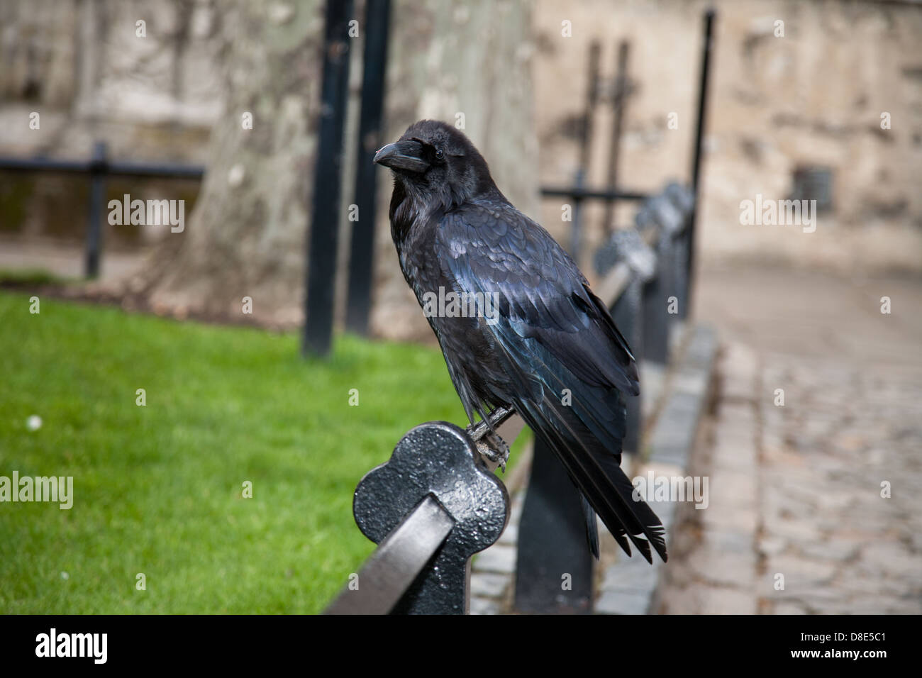 Raven at the Tower London Stock Photo - Alamy