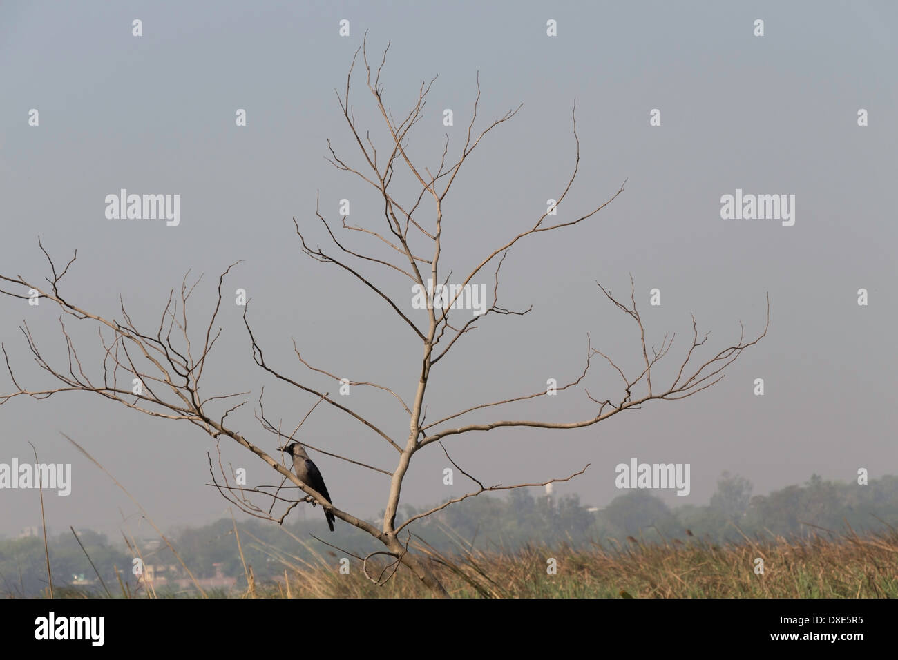 A crow on a leafless tree inside the Okhla Bird Sanctuary in Noida in ...