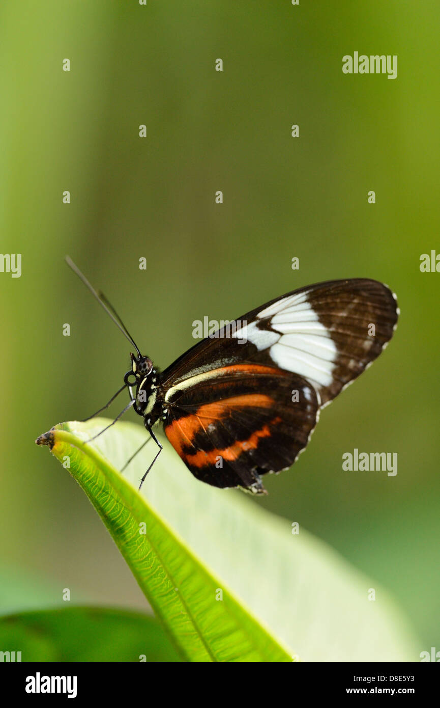 Longwing heliconius cydno on hi-res stock photography and images - Alamy