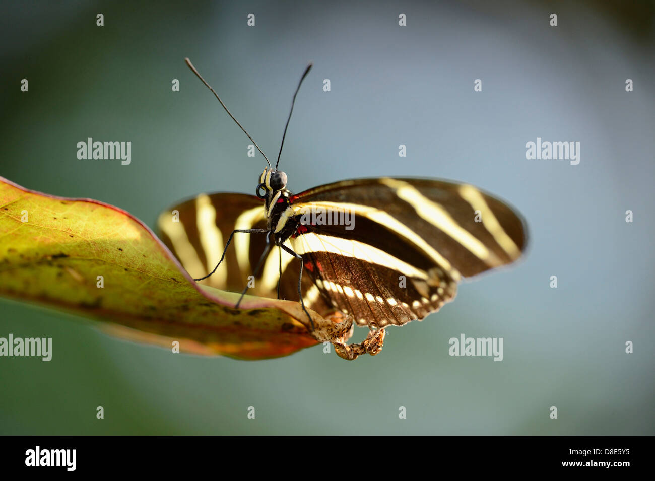 Zebra heliconian hi-res stock photography and images - Alamy